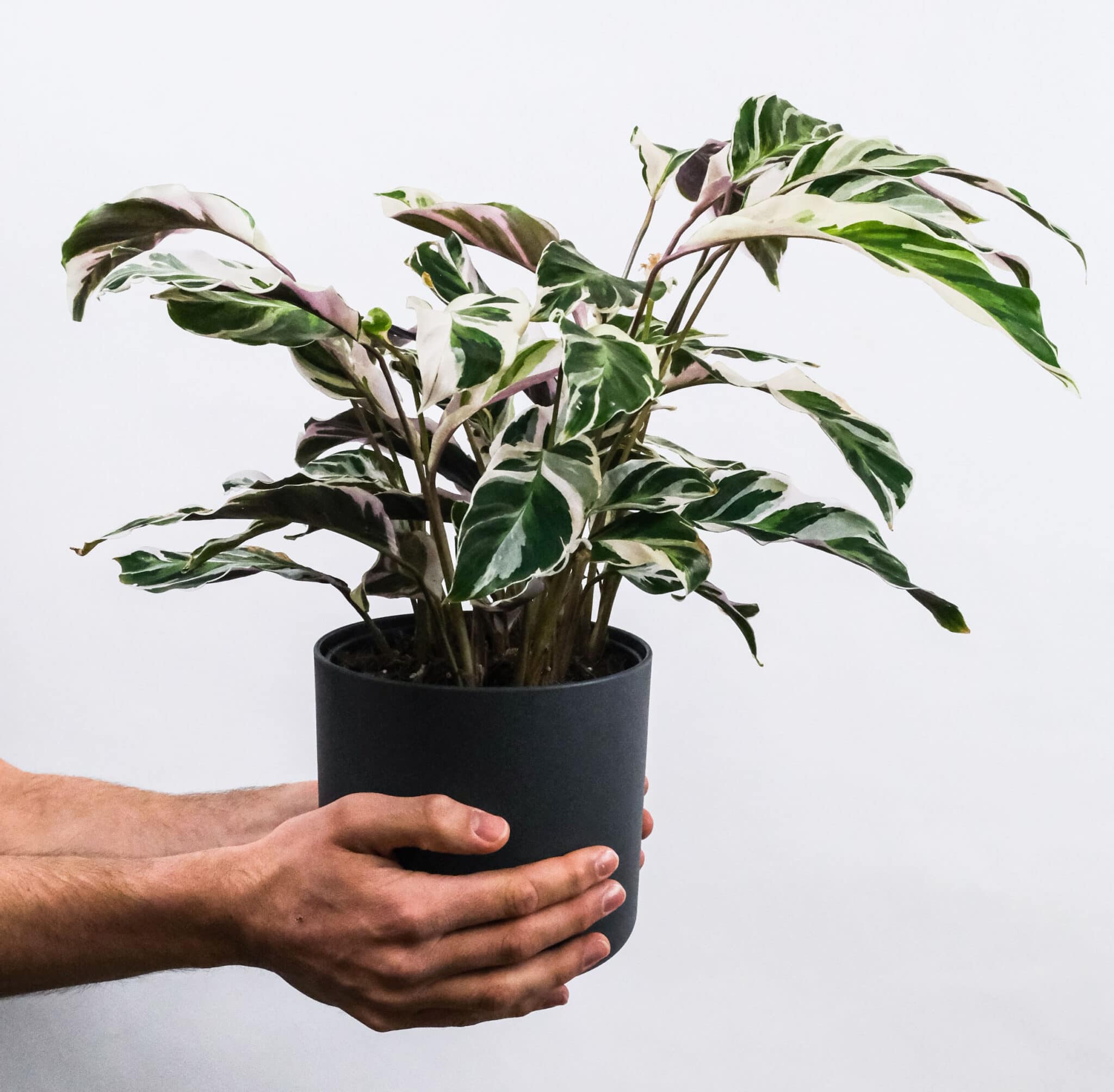 Calathéa : Variétés, Entretien, Maladies, Soins … [GUIDE]