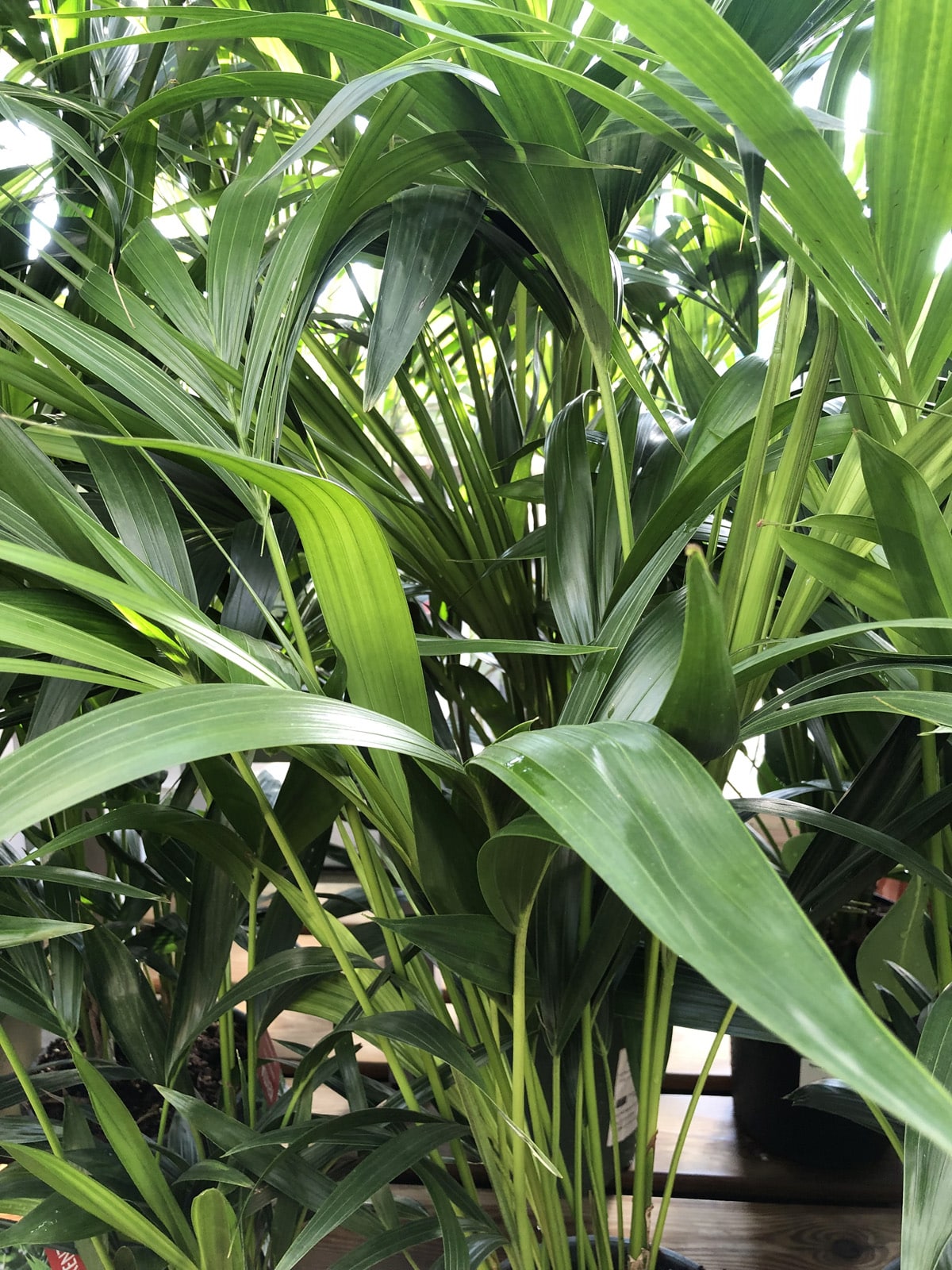 Kentia (palmier d'intérieur) : entretien, arrosage, maladies et toxicité